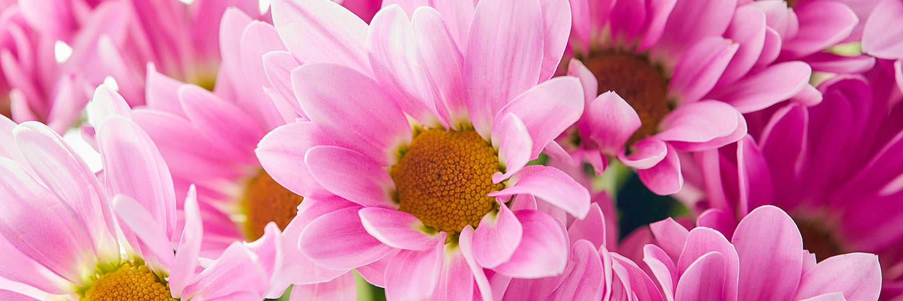 Spring flowers in Louisburg, NC | Flowers By Henry Llc – Local Flower ...