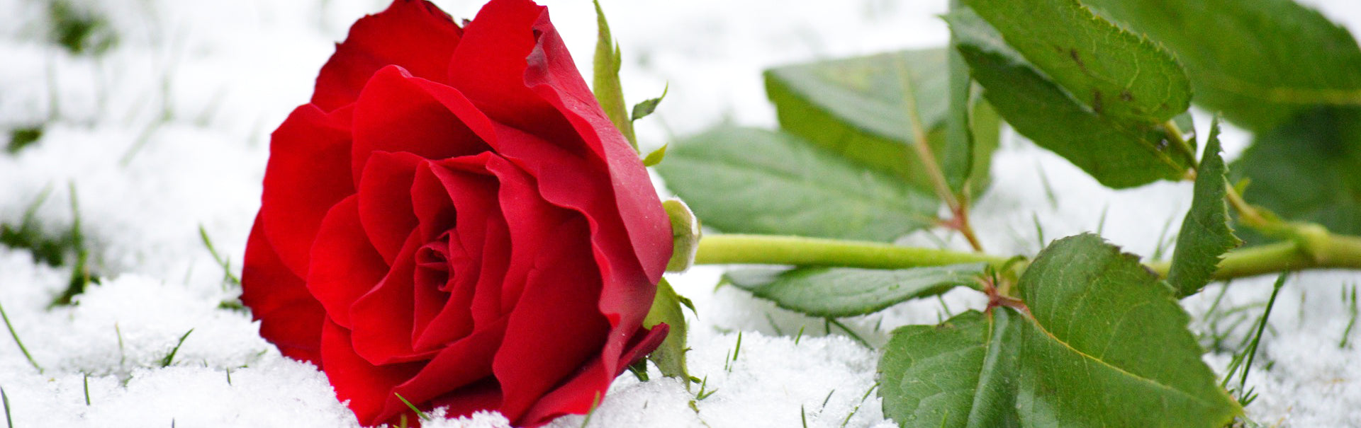 Winter Flowers Delivery Louisburg | Flowers By Henry Llc–Flowers By ...